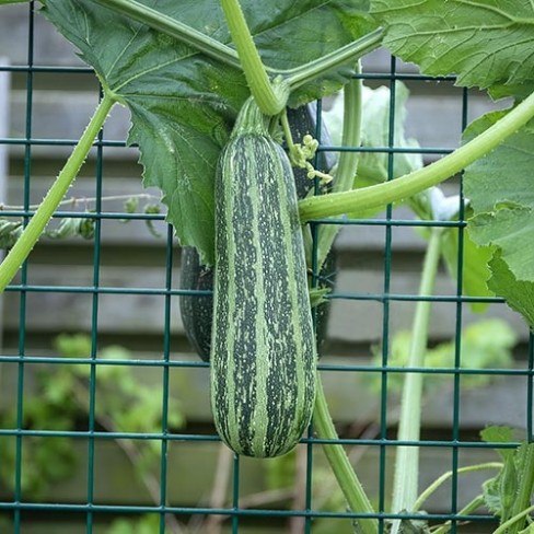 Climbing Courgette Long Green Trailing