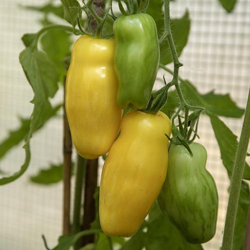Plum tomato San Marzano yellow