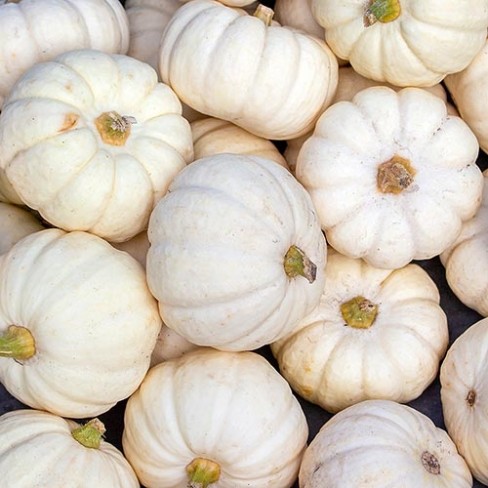 Pompoen Baby Boo - Vegetable seeds