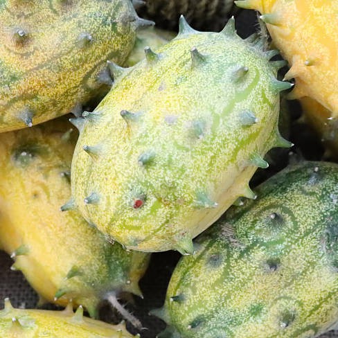 Kiwano (African Horned Cucumber)