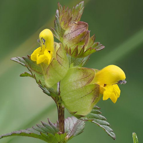 rattle flowers