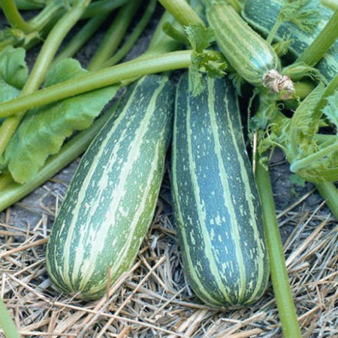 Climbing Courgette Long Green Trailing