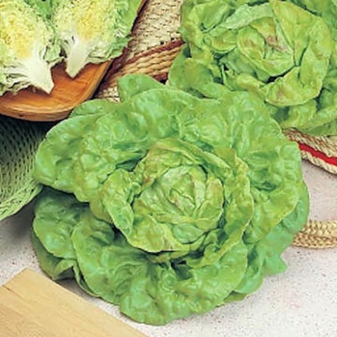 Butterhead lettuce May Queen