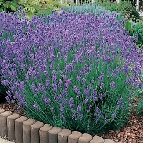 True Lavender