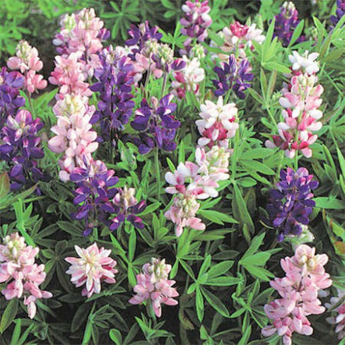lupinus nanus pixie delight