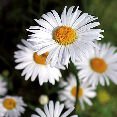 Ox-eye daisy May Queen