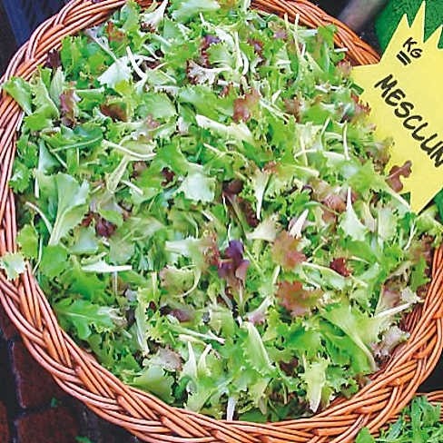 Mesclun mix - Lettuce - Vegetable seeds