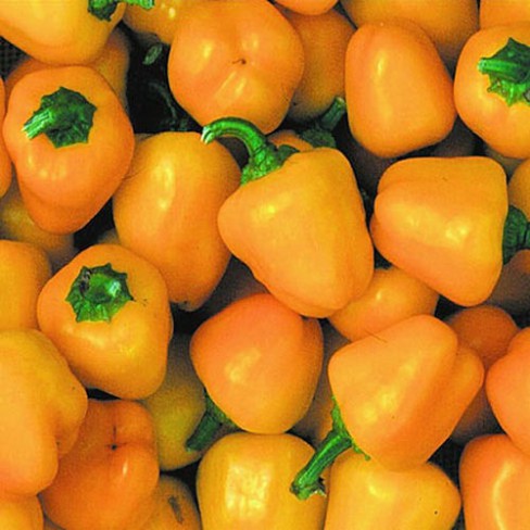 Sweet pepper Mini Bell yellow
