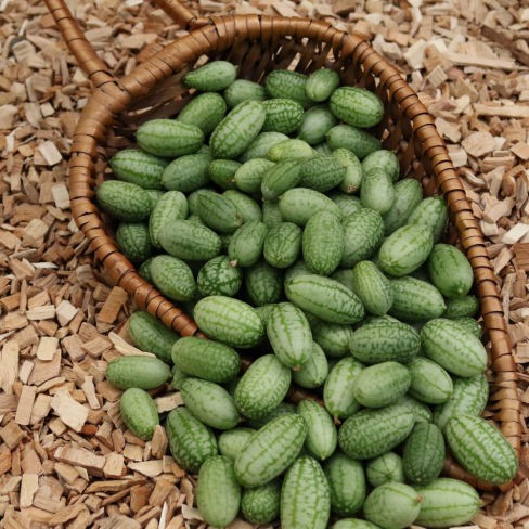 Cucamelon