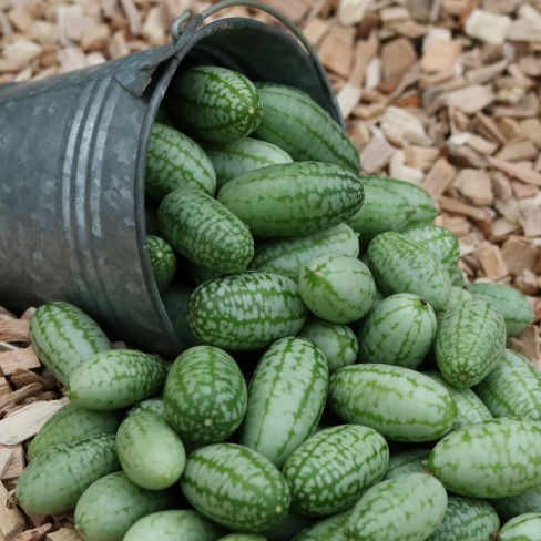 Cucamelon