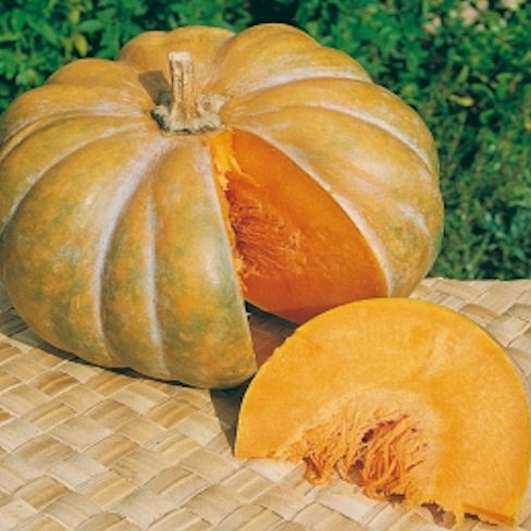 Pumpkin Muscade de Provence