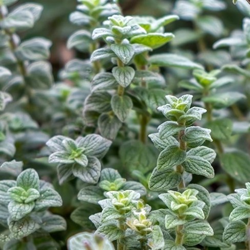 Oregano Syrian seeds