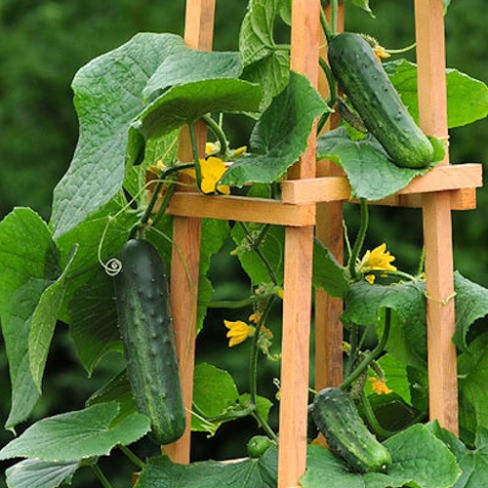 Cucumber Patio Snacker