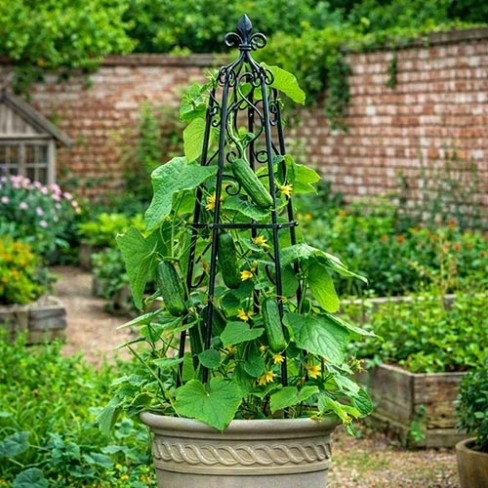 Cucumber Patio Snacker