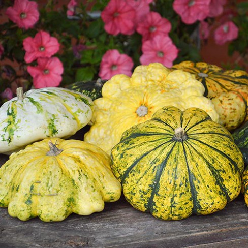 Pumpkin Pattison mixed