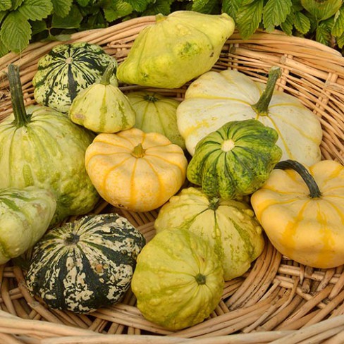 Pumpkin Pattison mixed