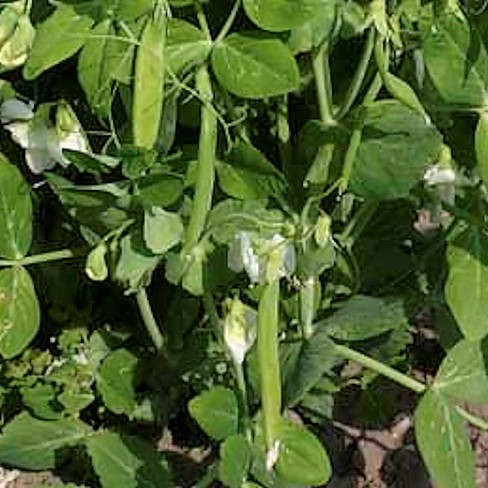 Snow Pea Norli