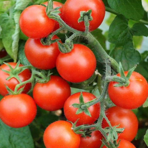 Container tomato Pinocchio red