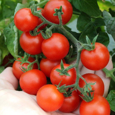 Container tomato Pinocchio red