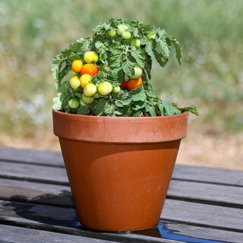 Micro tomato Red Robin