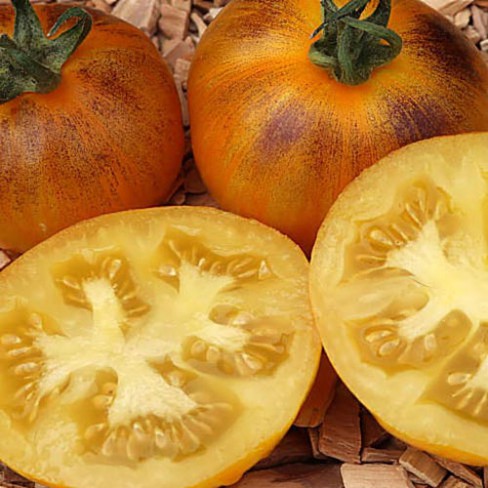 Tomato Primary Colors