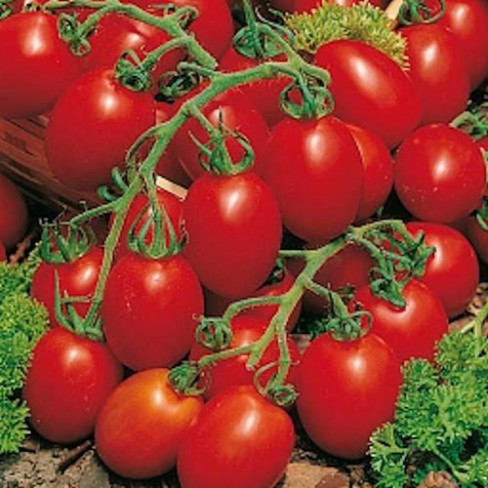 Plum tomato Principe Borghese
