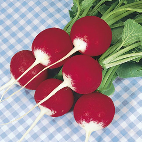 Radish National 2