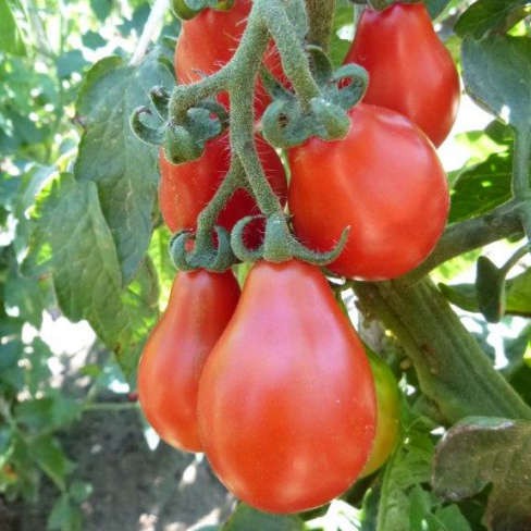 Pear tomato Red Fig - Vegetable seeds