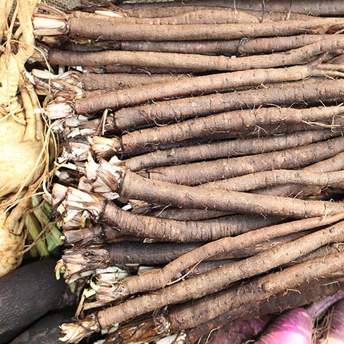 black salsify