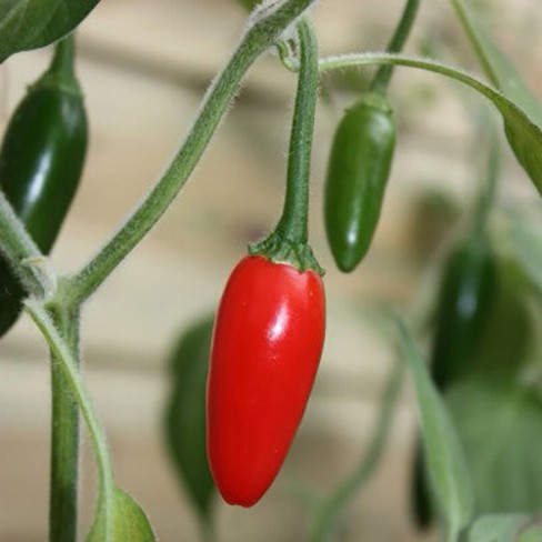 Hot pepper Serrano