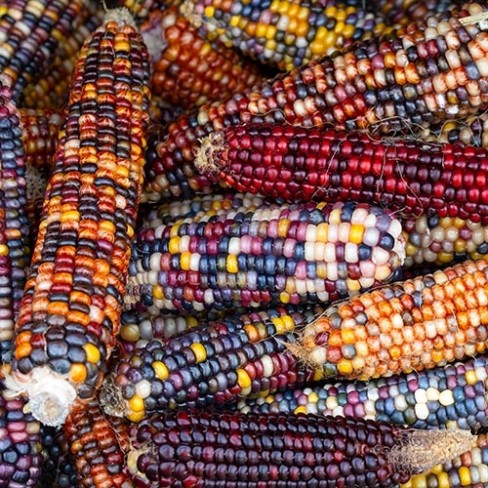 Ornamental corn Amero