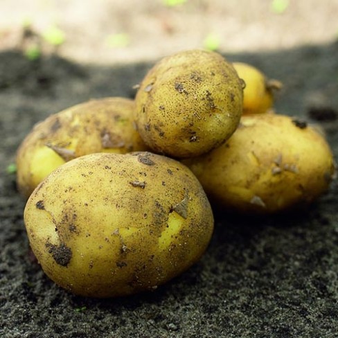 Potato seed Soltastic F1 - Vegetable seeds
