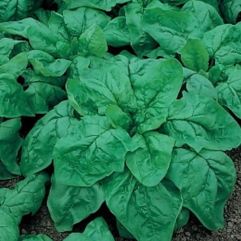 Spinach Winter Giant - Spinach - Vegetable seeds