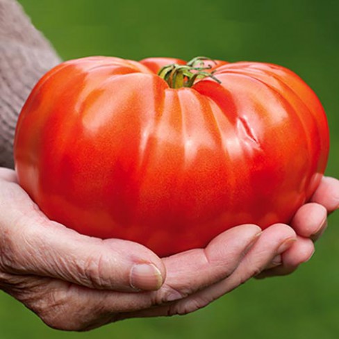 Beefsteak tomato Brutus - Tomato - Vegetable seeds