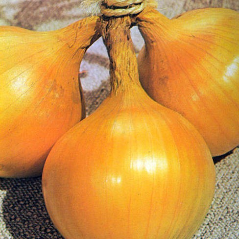 Onion Yellow Sweet Spanish