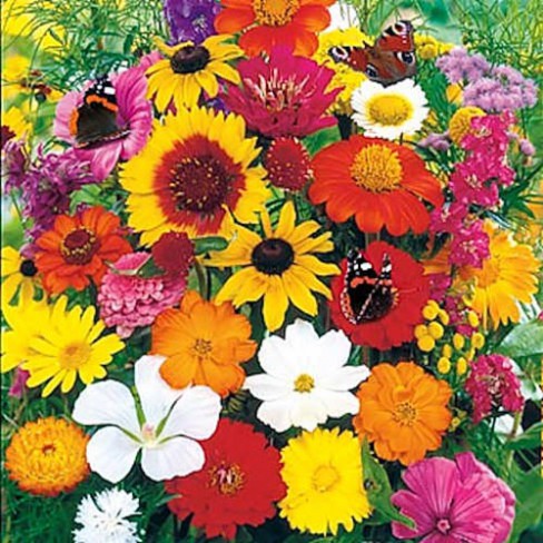 Butterfly mix - Flower seeds