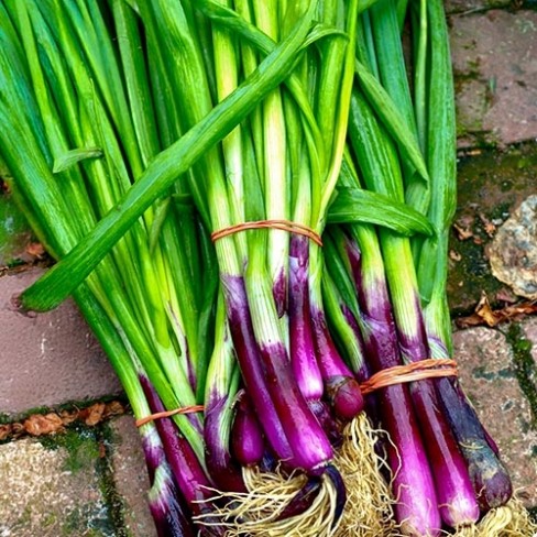 Spring Onion Red Toga - Vegetable seeds