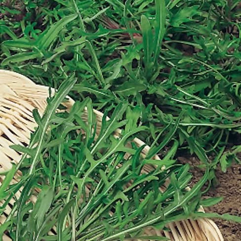 Perennial Wall-Rocket - Rocket - Vegetable seeds