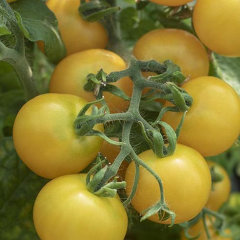 Container tomato Window Box yellow